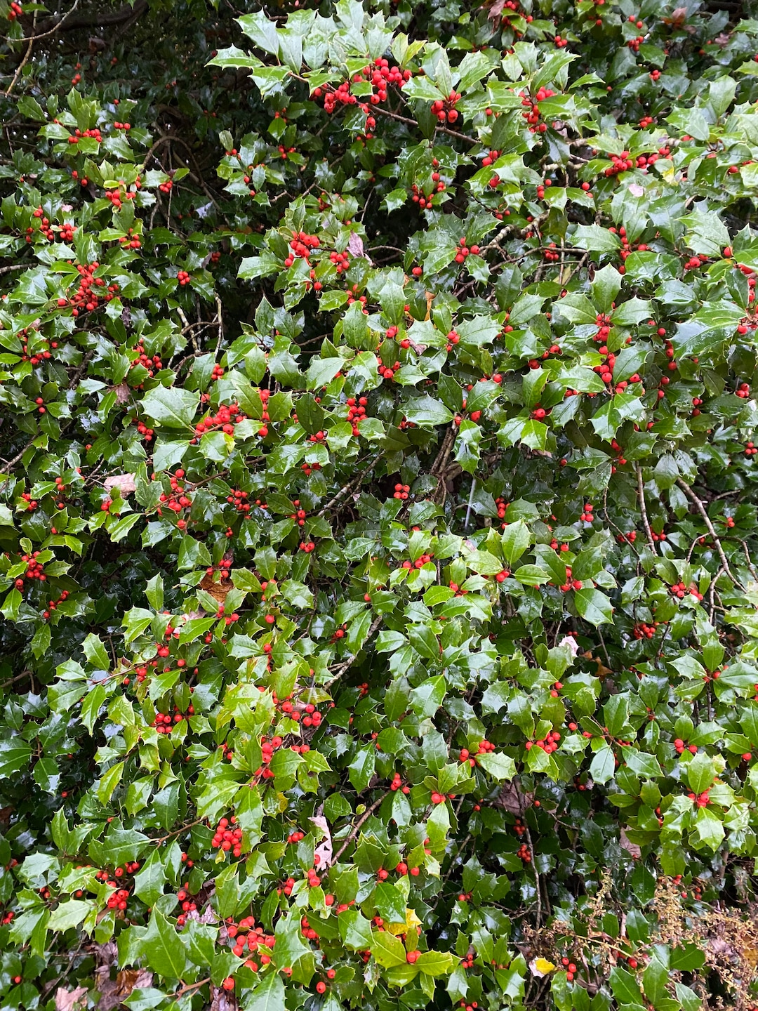 Ilex Opaca 'pride Female' - American Holly - Live Plant - 12” Tall - 1 ...