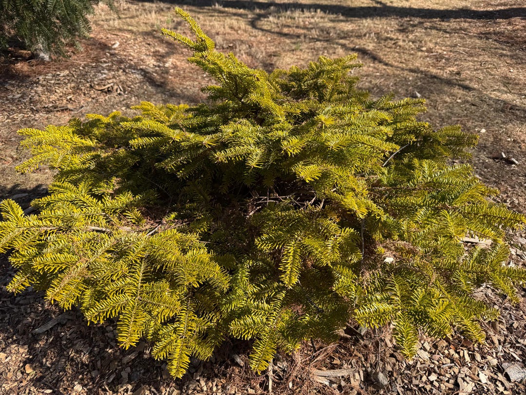 Abies Nordmanniana 'golden Spreader' - Nordmann Fir - 10" Tall - 1 ...