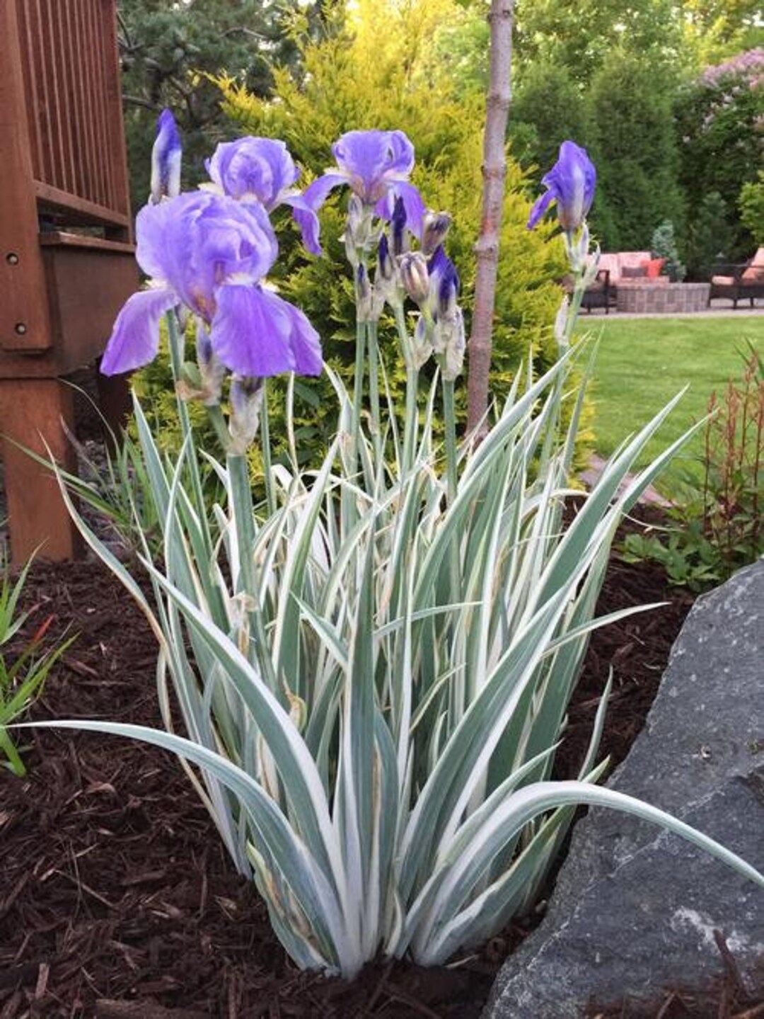 Iris Pallida 'albo Variegata' Variegated White Sweet - Etsy UK