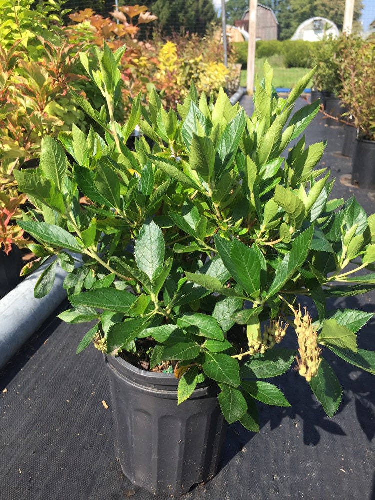 Summersweet Growth Rate