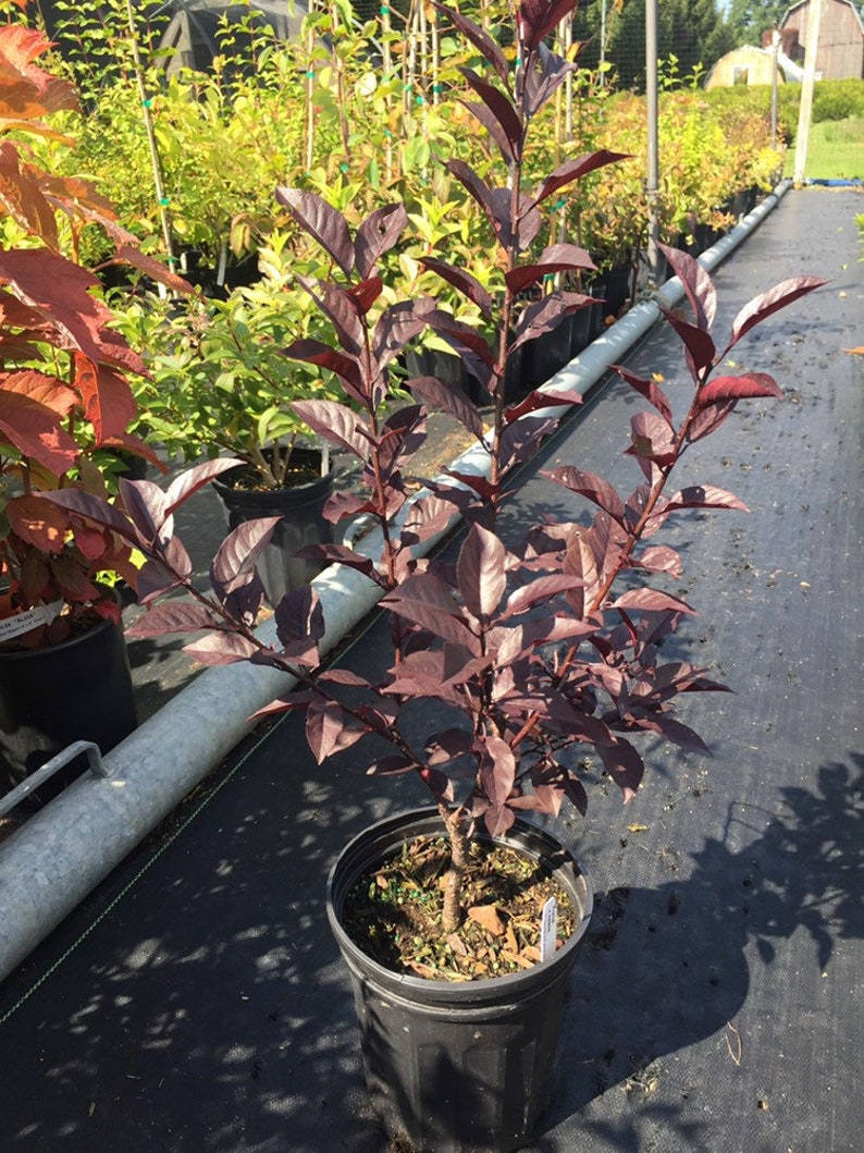 Prunus X Cistena Purple Leaf Sand Cherry Live Plant 15 Tall 2 Gallon ...