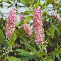 Viburnum Burkwoodii 'mohawk' Burkwood Viburnum Live Plant 4 Pot Size - Etsy