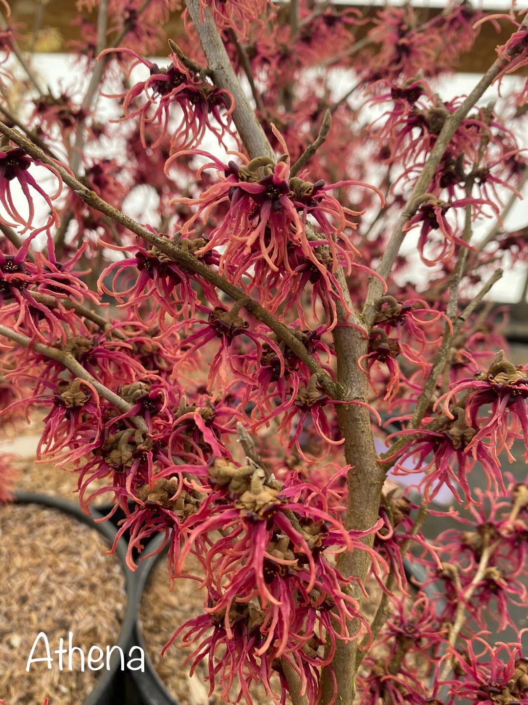 Hamamelis X Intermedia 'athena' Witch Hazel - Live Plant - 9” Tall ...