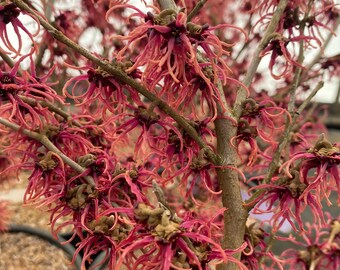 Hamamelis Vernalis 'amethyst' Witch Hazel - Live Plant - 18” Tall ...
