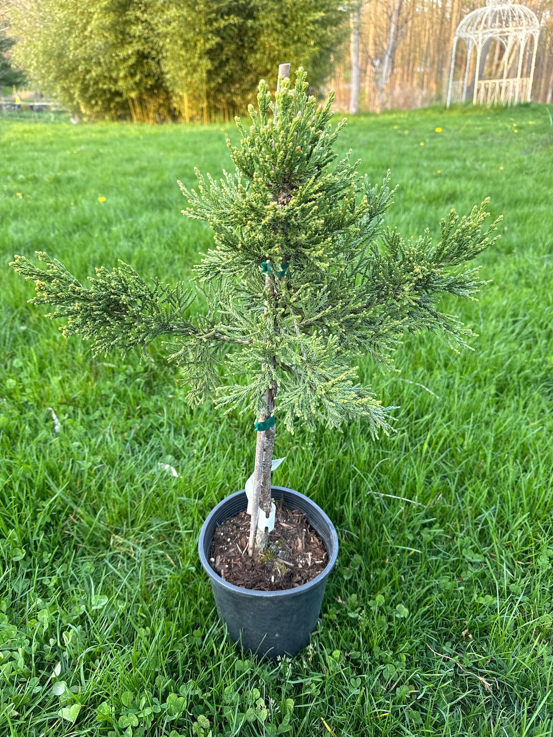 Sequoiadendron Giganteum 'compacta'- Giant Sequoia - 12" Tall - 1 ...