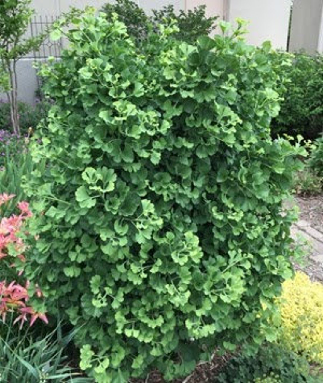 Ginkgo Biloba 'gnome' - Dwarf Ginkgo Tree - Live Plant - 8" Tall - 1 ...
