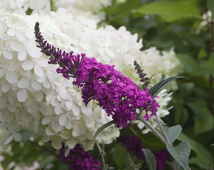 Buddleja Davidii 'miss Ruby' - Butterfly Bush - Live Plant - 4" Pot ...