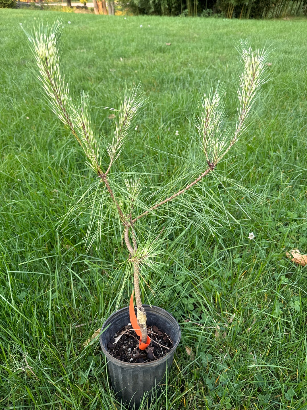 Pinus Densiflora 'oculus Draconis' - Dragon's-eye Pine - Live Plant ...