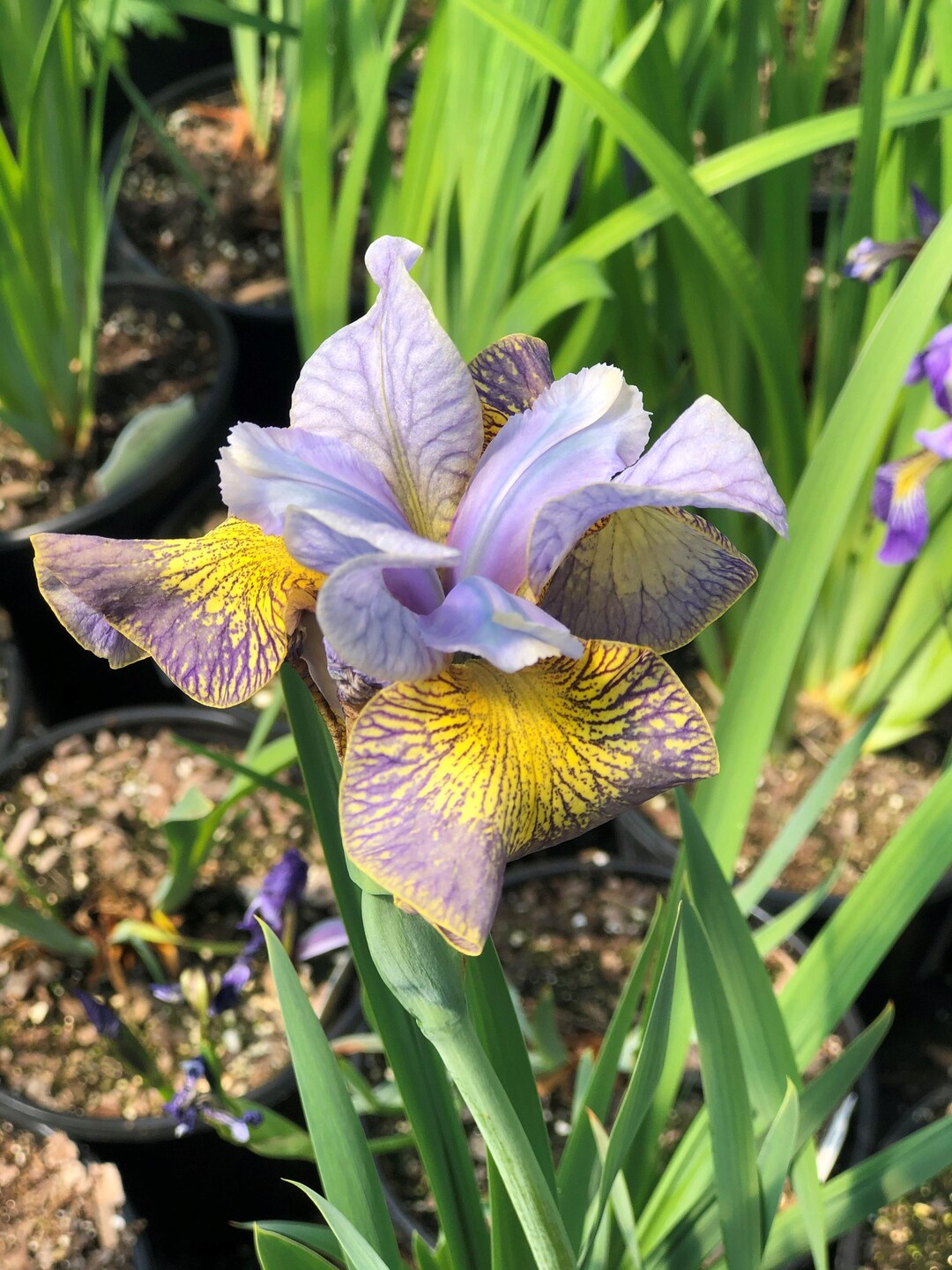 Iris Siberica 'peacock Butterfly™ Uncorked' Siberian Iris 3 Pack 1 ...