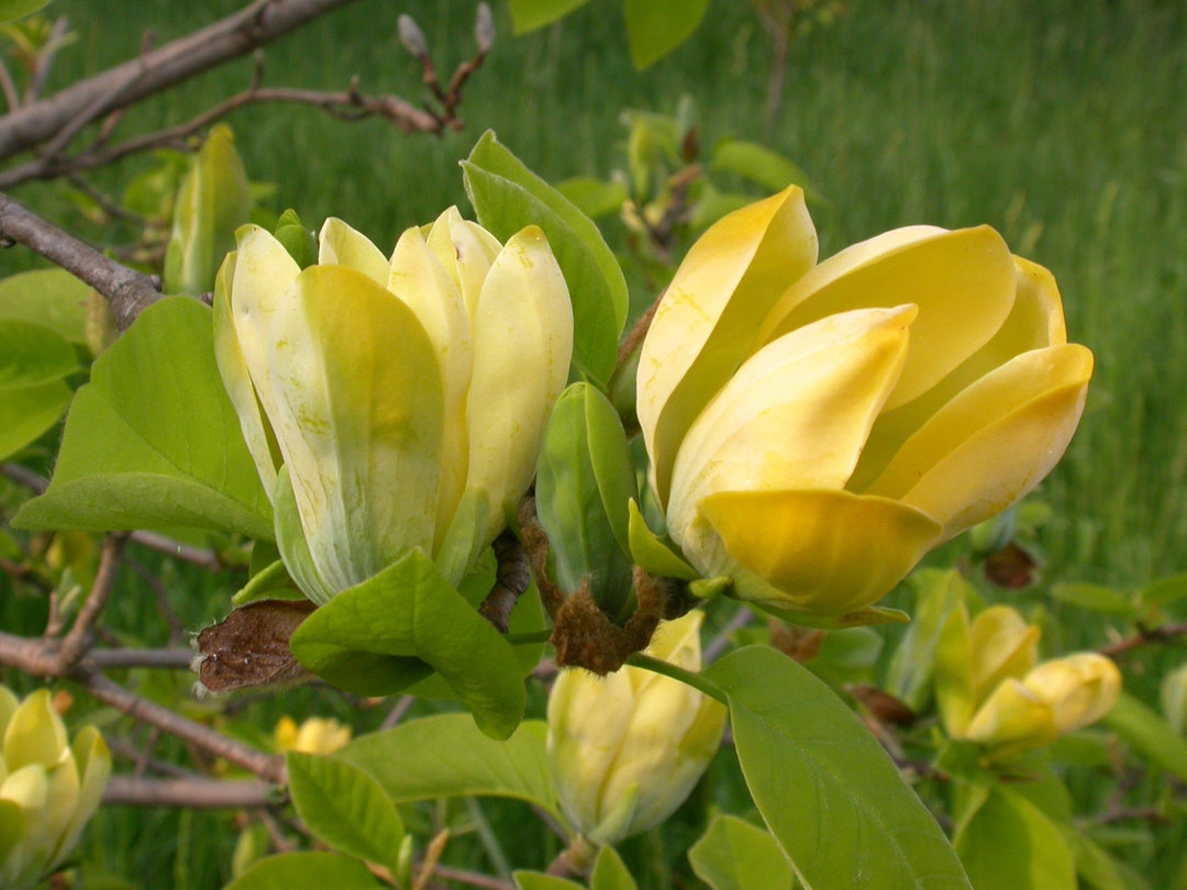 Magnolia Acuminata 'koban Dori' Cucumber Magnolia 12 Tall Ships Bare ...