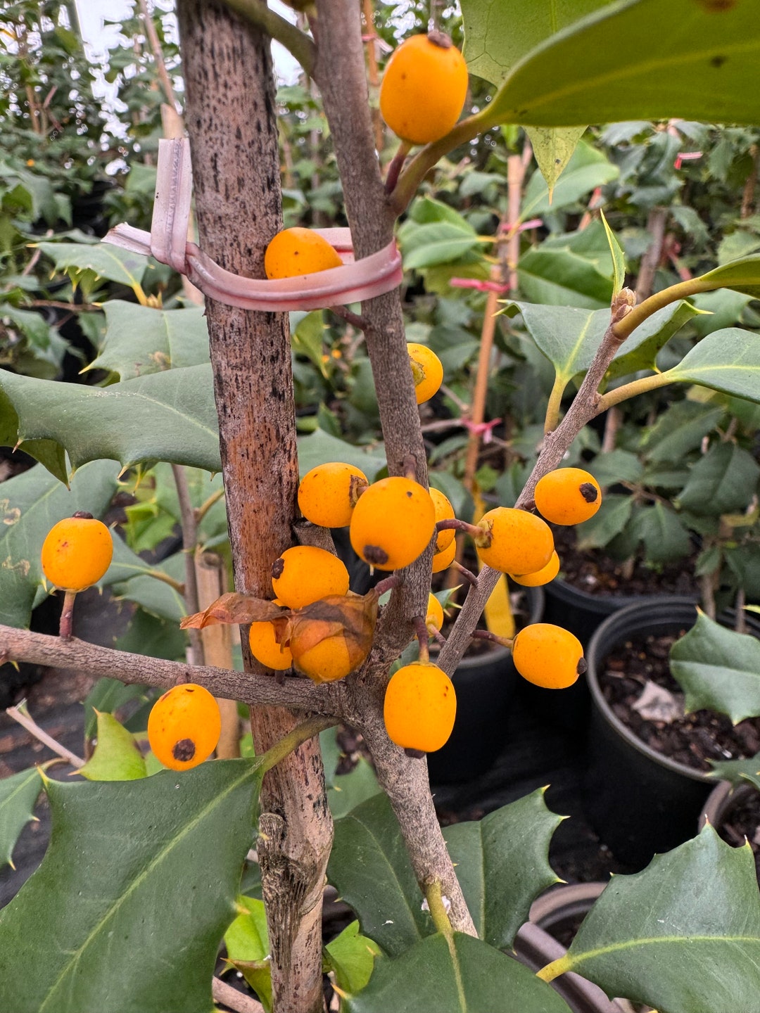 Ilex Opaca 'canary' - American Holly - Live Plant - Quart Pot - Etsy