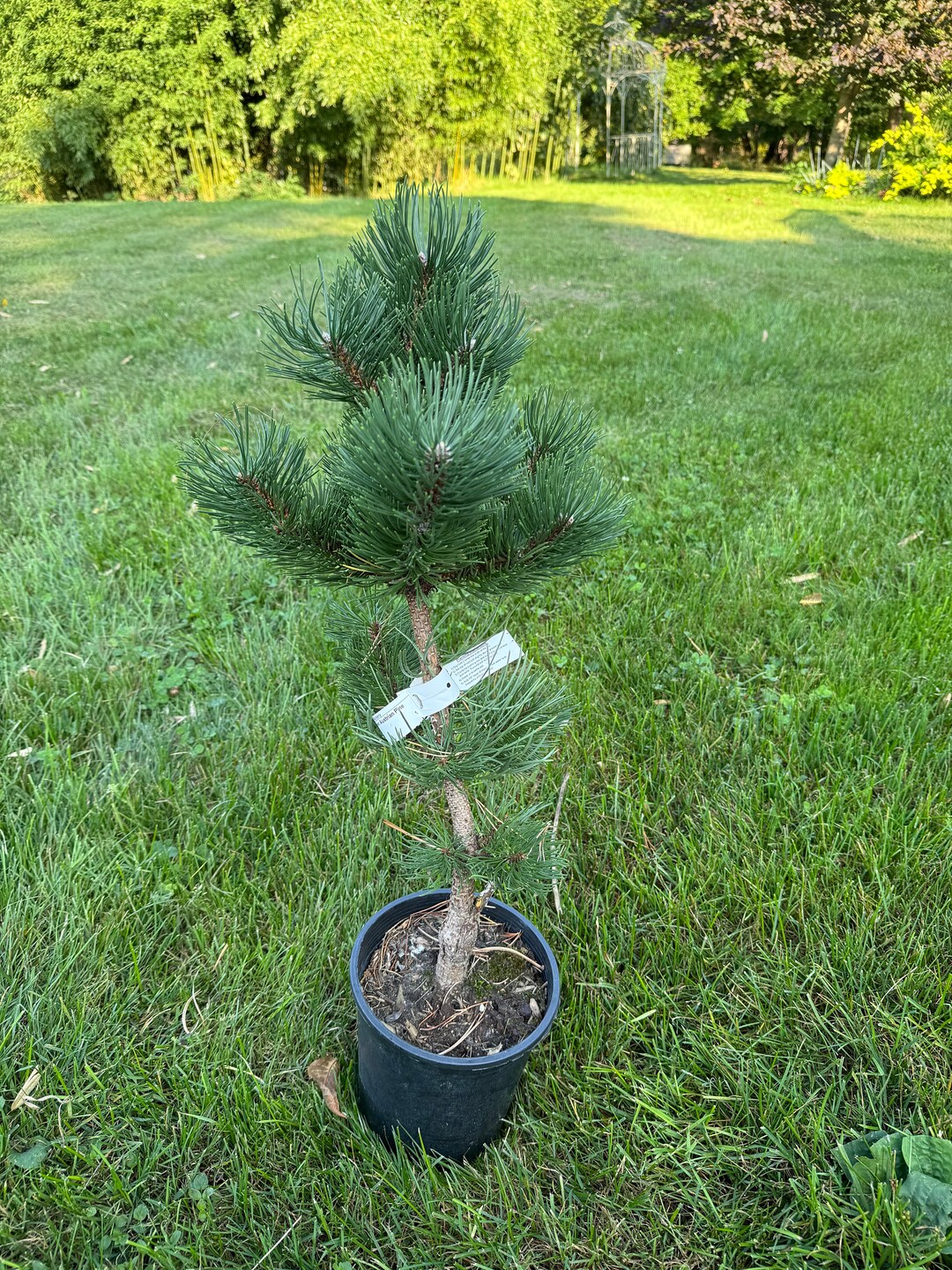 Pinus Nigra 'oregon Green' - Austrian Pine - 12" Tall - 1 Gallon Pot - Etsy