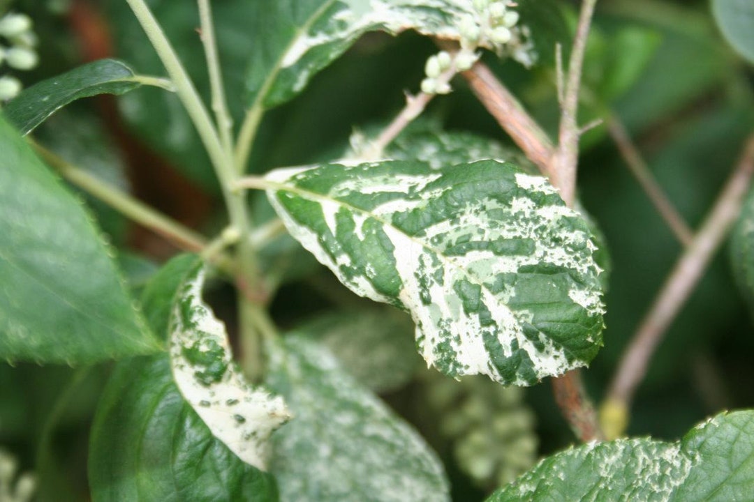 Clethra Alnifolia 'creel's Calico' - Variegated Summersweet - 1 Gallon ...