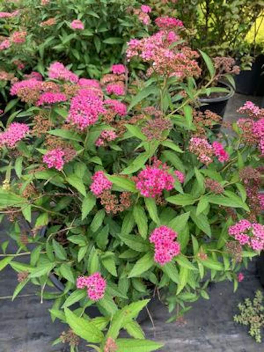 Spiraea Japonica 'neon Flash' - Live Plant - 4" Pot Size Plant - Etsy