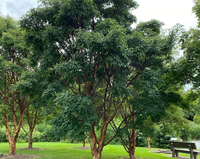 Acer Griseum - Paperbark Maple Tree - 14" Tall - Ships Bare-root - Etsy