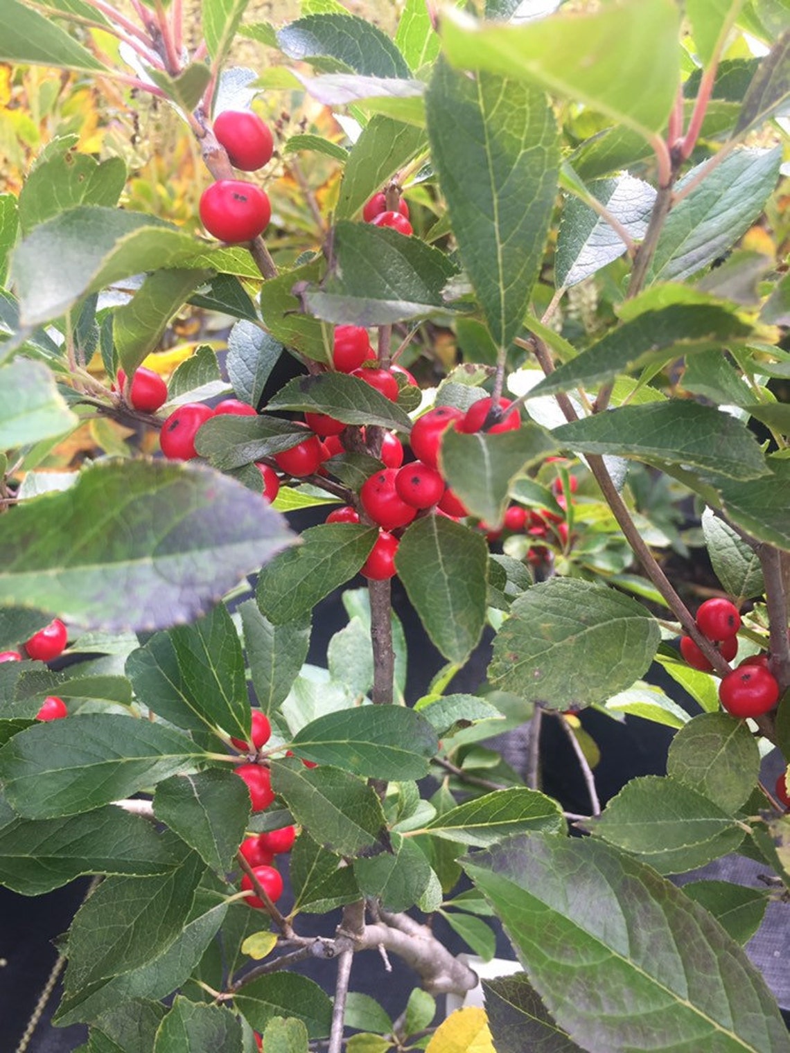 Ilex Verticillata red Sprite Dwarf Winterberry Live Plant - Etsy
