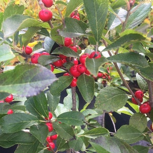 Ilex Verticillata ‘red Sprite’- Dwarf Winterberry - Live Plant - 4” Pot ...