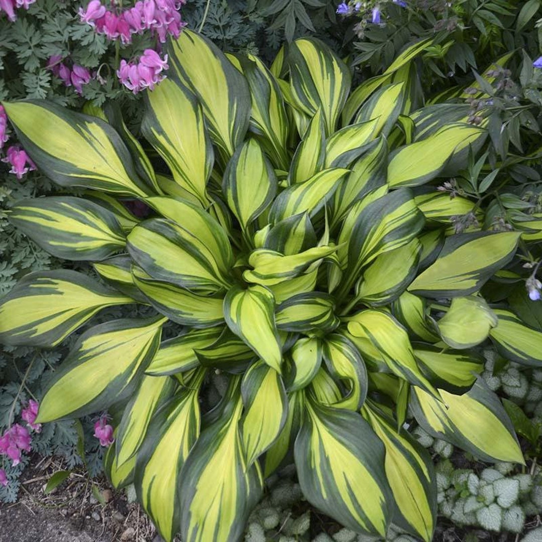 Hosta 'rainbow's End' 3" Pot Size Starter Plant - Etsy
