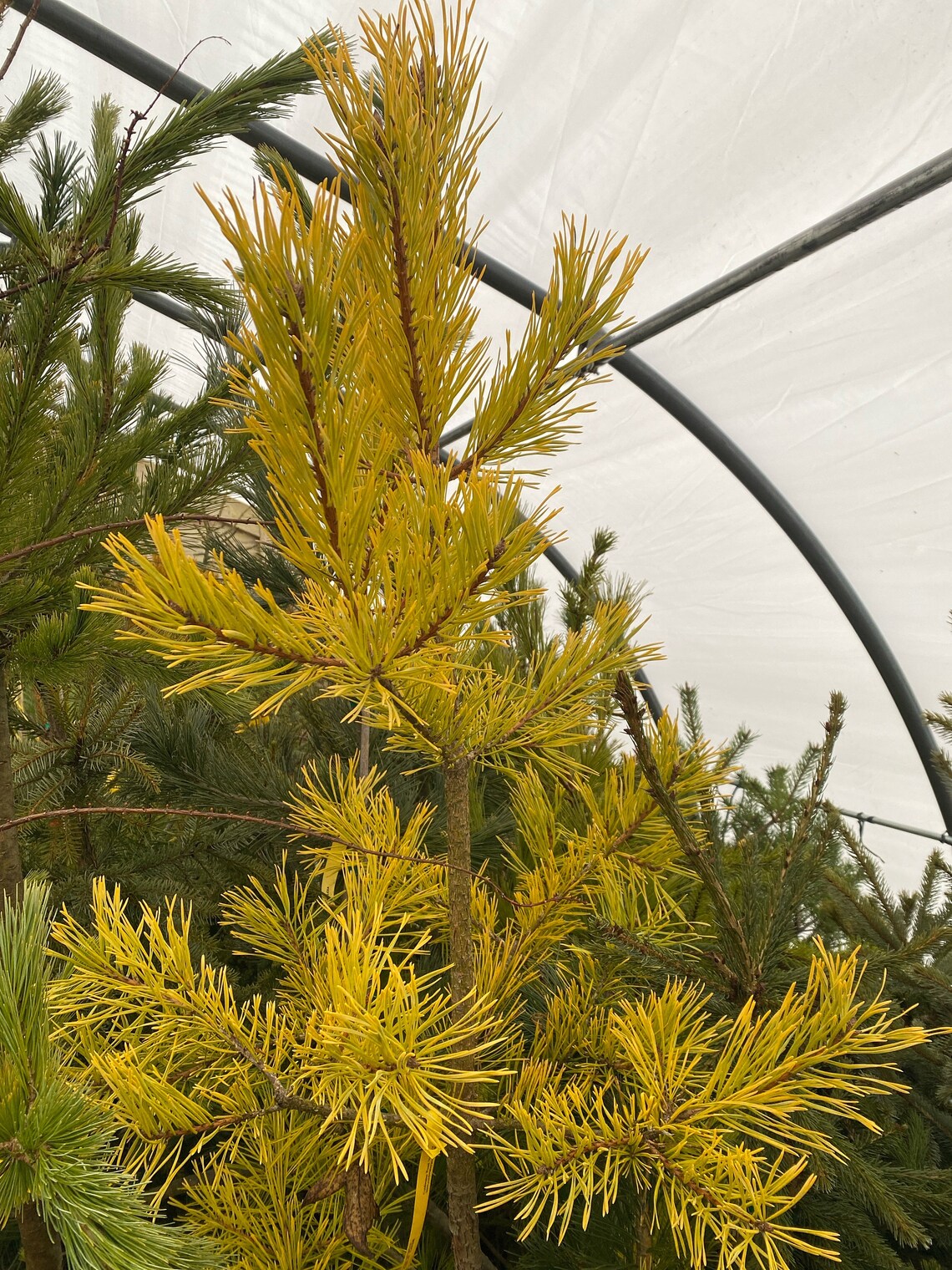 Pinus Sylvestris 'gold Coin' Scots Pine - Live Plant - 12” Tall - 1 ...