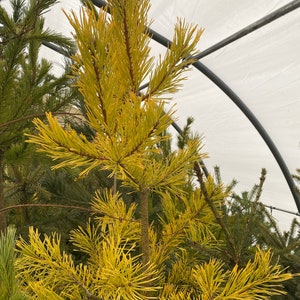 Pinus Sylvestris 'gold Coin' Scots Pine - Live Plant - 12” Tall - 1 ...