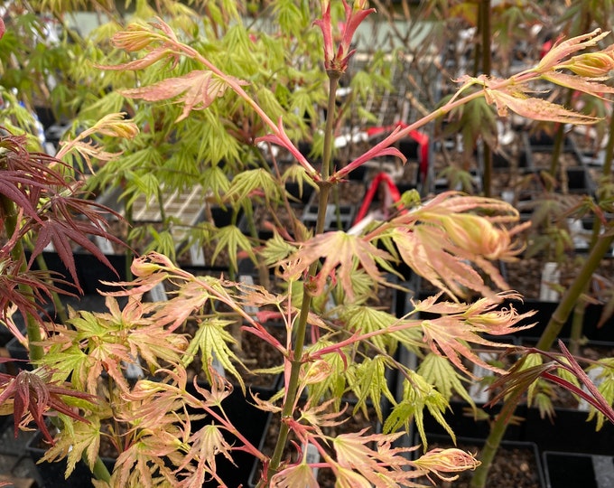 Acer Palmatum 'peve Multicolor' - Japanese Maple - Live Plant - 12 ...