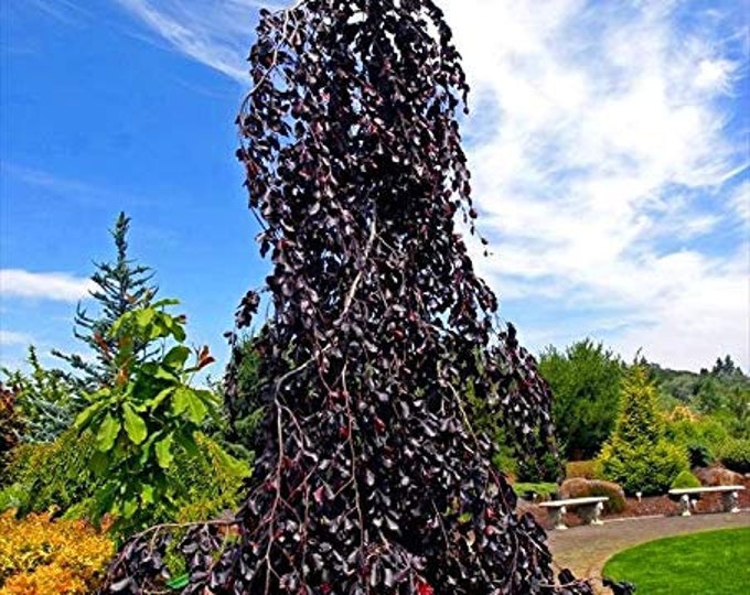 Fagus Sylvatica 'purple Fountain' - Weeping Purple Beech - Live Plant - 10” Tall - 1 Year Graft ...