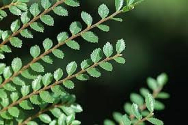 Ulmus Parvifolia 'seiju' Dwarf Chinese Elm Live - Etsy