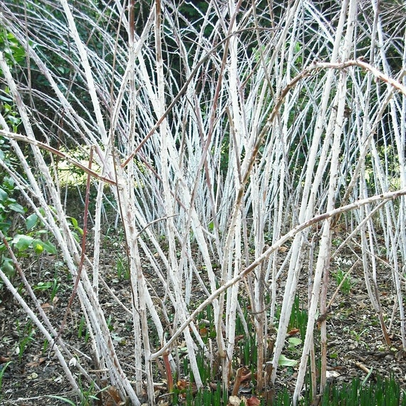 Rubus Cockburnianus Ghost Bramble 3 Gallon Pot 18 - Etsy