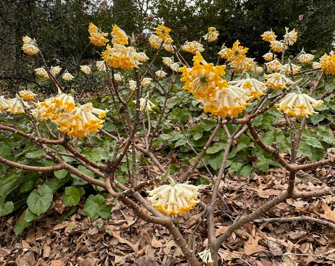 Edgeworthia Chrysantha - Paperbush Plant - Live Plant - 2 Gallon Pot - Etsy