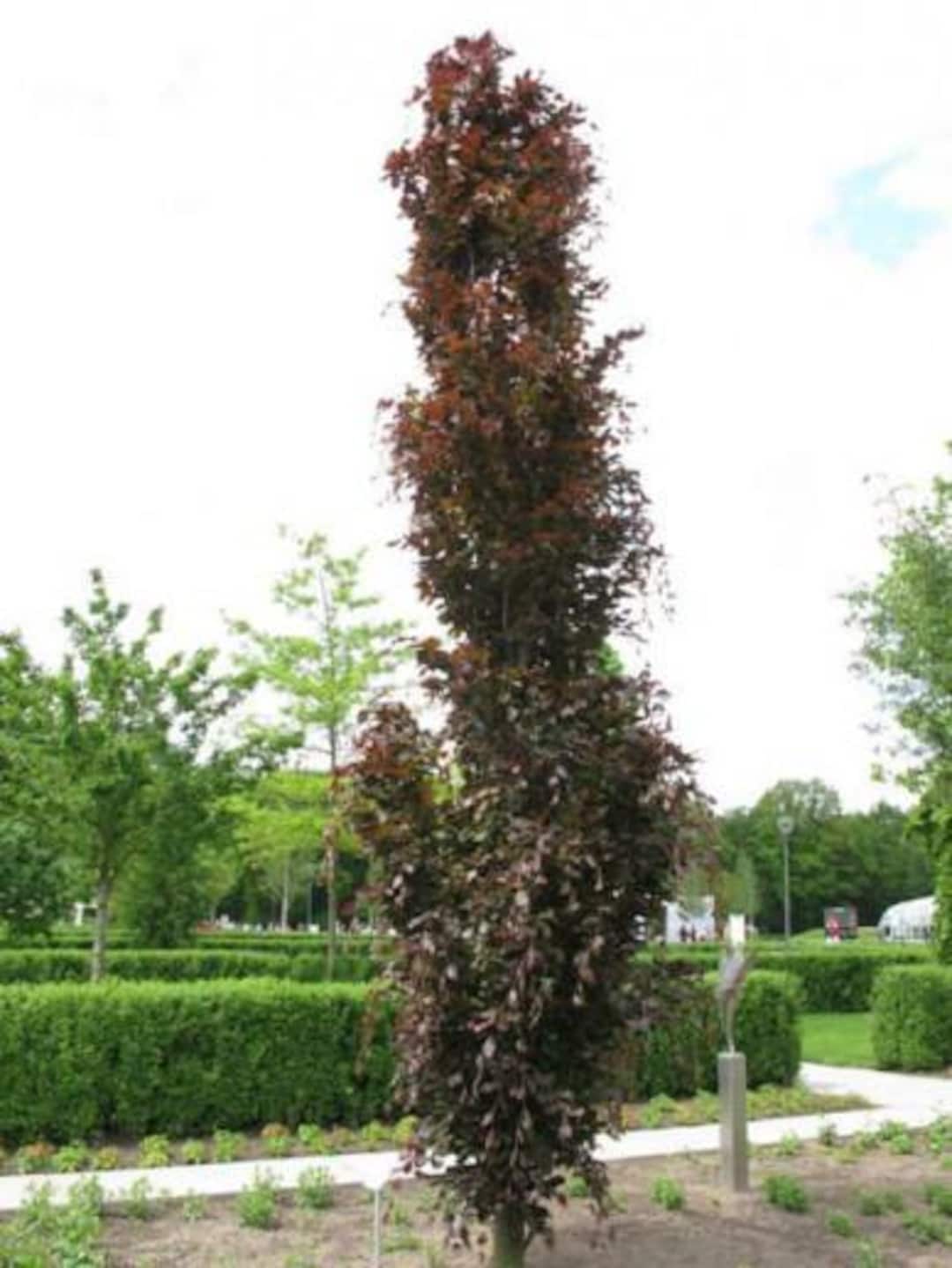 Fagus Sylvatica 'rohan Obelisk' - European Beech - Live Plant - 18 ...
