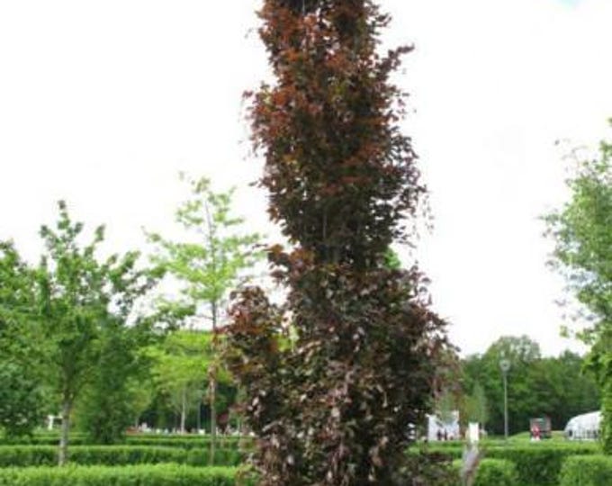 Fagus Sylvatica 'rohan Obelisk' - European Beech - Live Plant - 18 ...
