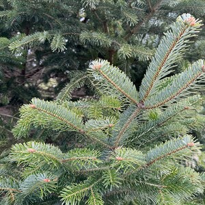 Abies Bornmuelleriana - Turkish Fir - 10" Tall - 1 Gallon Pot - Etsy