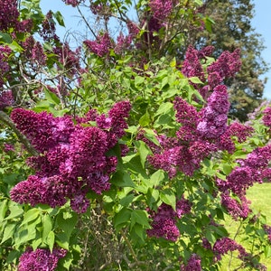 Syringa Vulgaris 'monge' Lilac - Live Plant - 1 Gallon Pot - Etsy