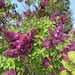 Syringa Vulgaris 'monge' Lilac - Live Plant - 1 Gallon Pot - Etsy