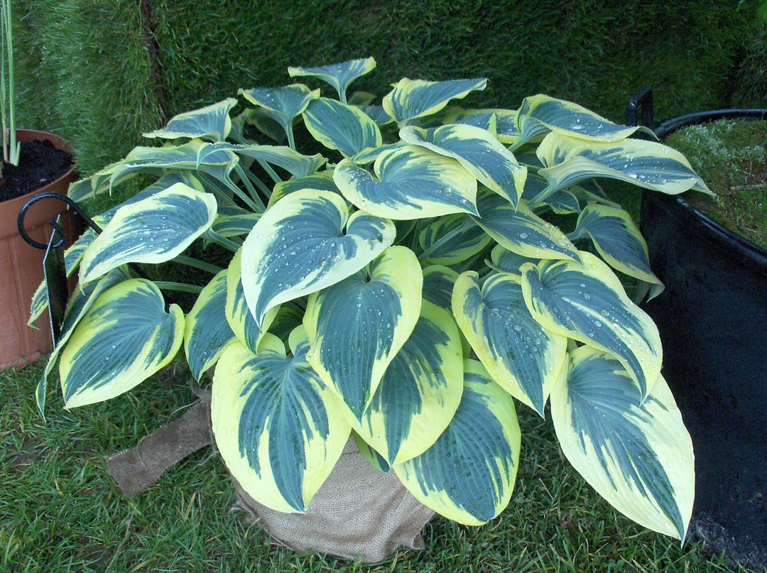 Hosta 'first Frost' #1 Division Size Starter Plant - Ships Bare Root - Etsy