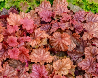 Heuchera 'twist of Lime' Coral Bells Live Plant 3 - Etsy
