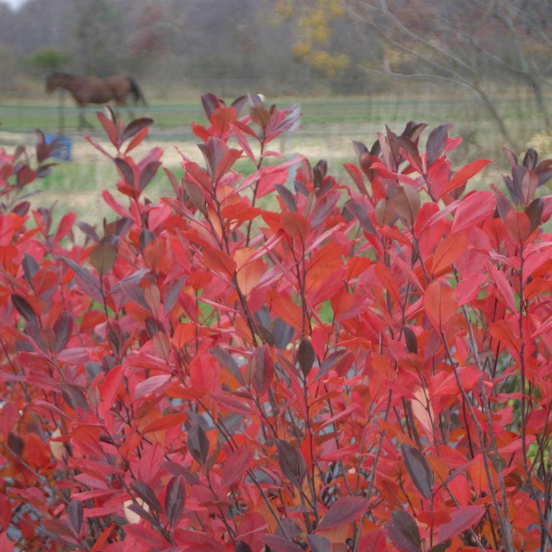 Aronia Arbutifolia 'brilliantissima' - Red Chokeberry - 4” Pot Size ...