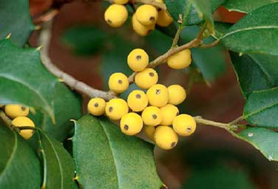 Ilex Opaca longwood Gardens American Holly Live Plant 8 Tall Quart Pot ...