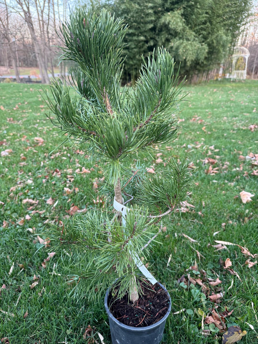Pinus Contorta Var. Murrayana - Lodgepole Pine - 12" Tall - 1 Gallon ...