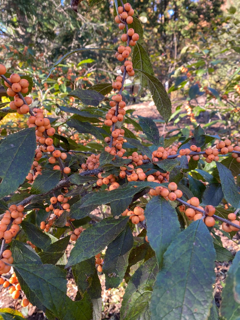 Ilex Verticillata 'winter Gold' - Orange Fruit Winterberry - 4" Pot ...
