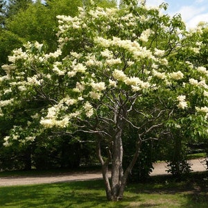 Syringa Reticulata 'ivory Silk'- Ivory Silk Japanese Tree Lilac - Live ...