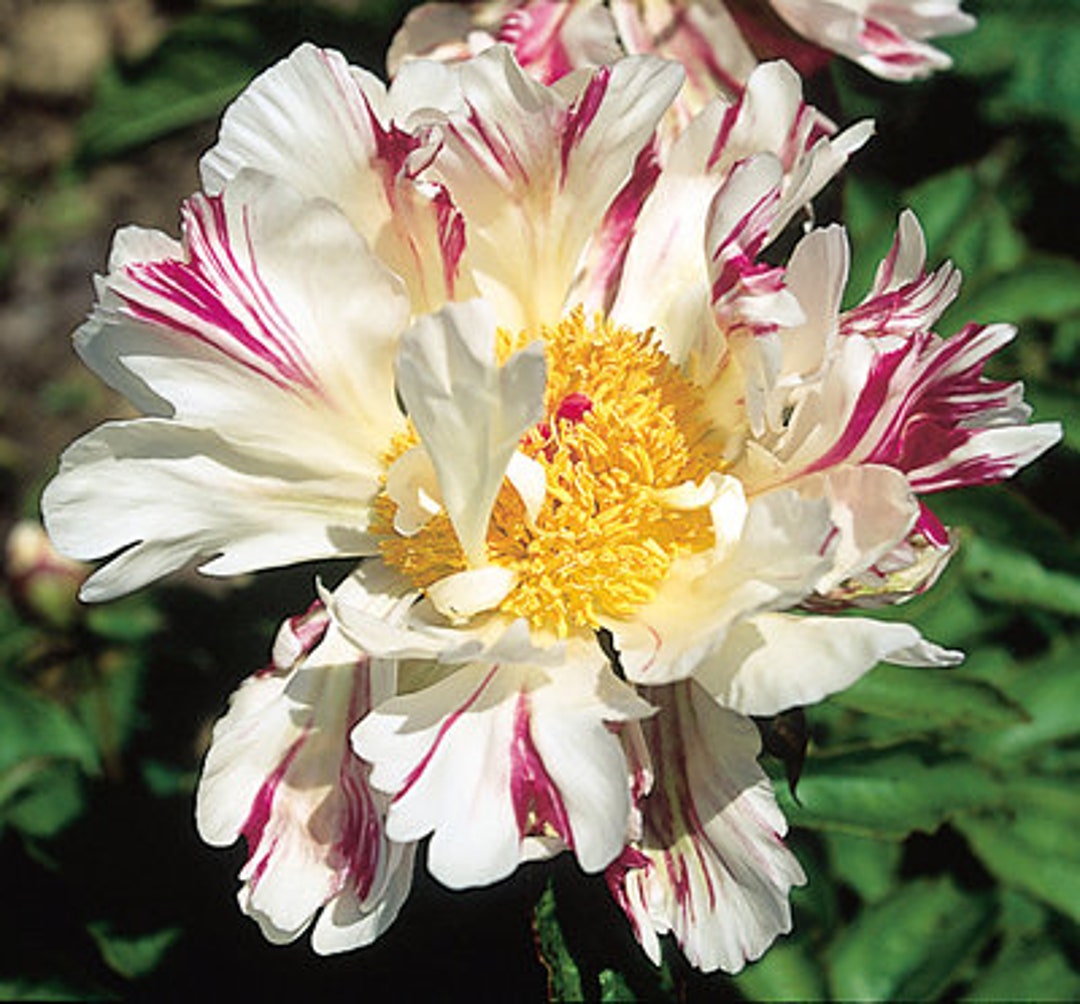 Paeonia 'cherry Twist' Bare-root Peony Plant 3-5 Eye Division - Etsy