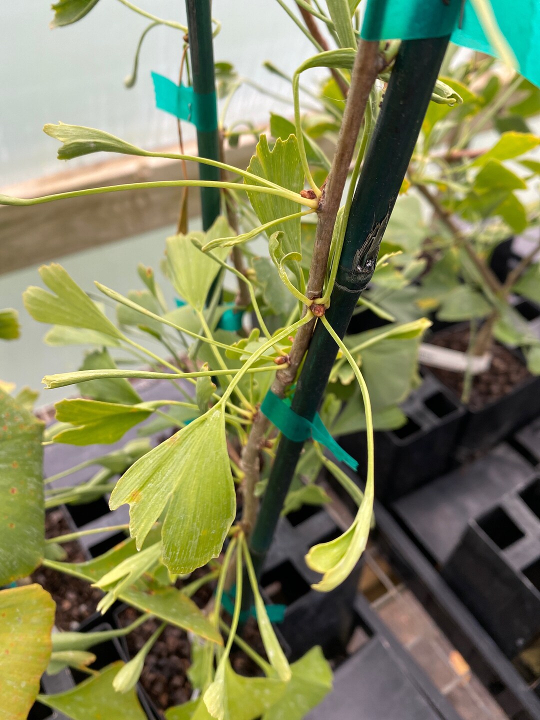 Ginkgo Biloba 'korinek' - Ginkgo Tree - Live Plant - 12" Tall - 1 Year ...