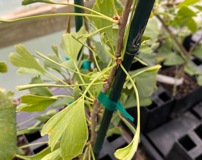 Ginkgo Biloba 'korinek' - Ginkgo Tree - Live Plant - 12" Tall - 1 Year ...