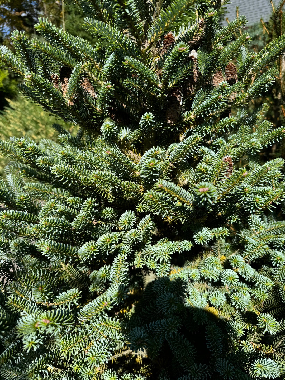 Abies Koreana 'blue Emperor' - Korean Fir - Live Plant - 10” Tall - 1 ...