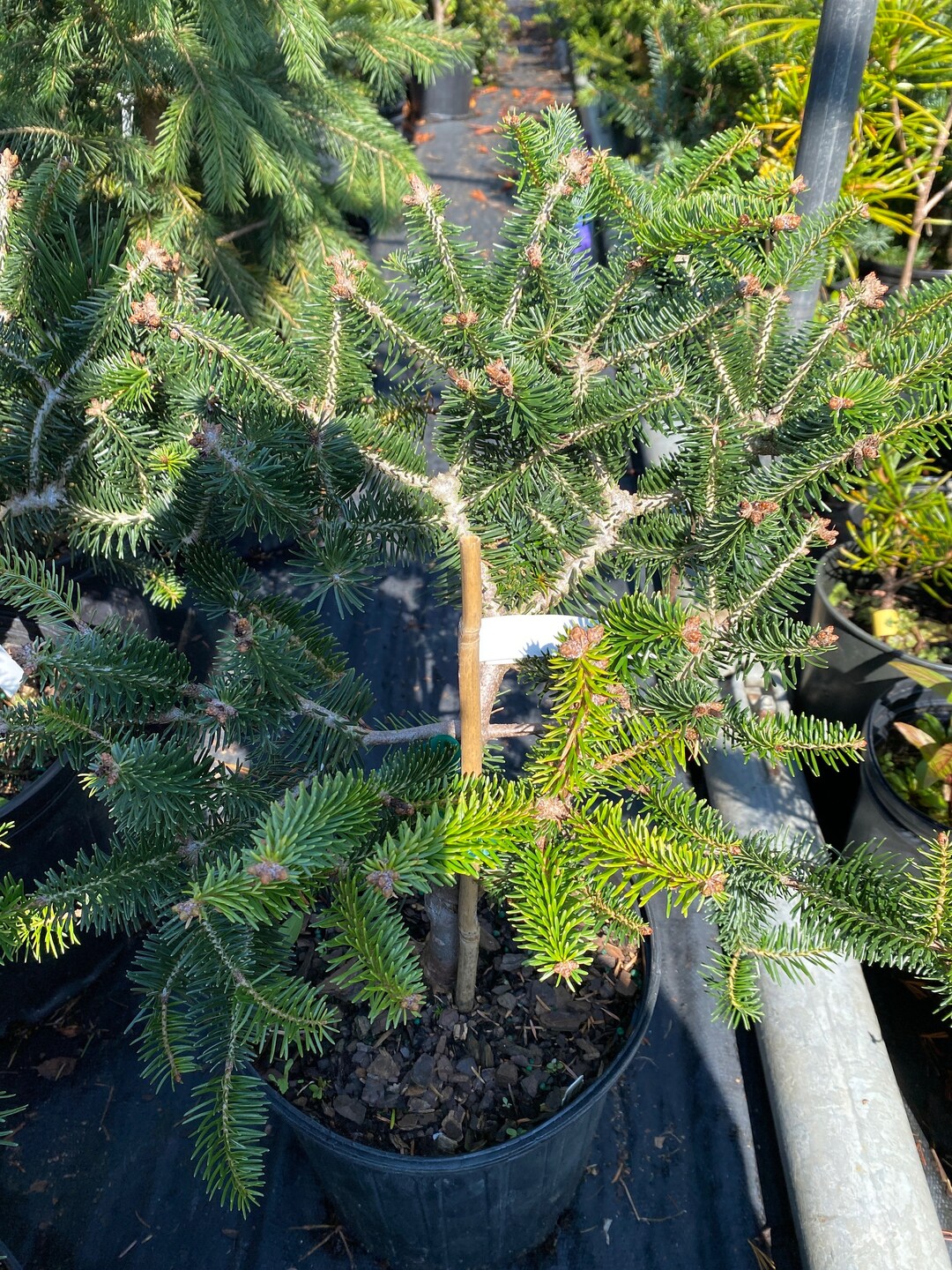 Abies Cephalonica 'meyers Dwarf' Fir Live Plant - Etsy