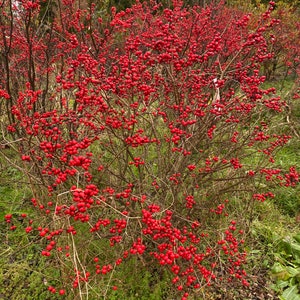 Ilex Verticillata ‘red Sprite’- Dwarf Winterberry - Live Plant - 4” Pot ...