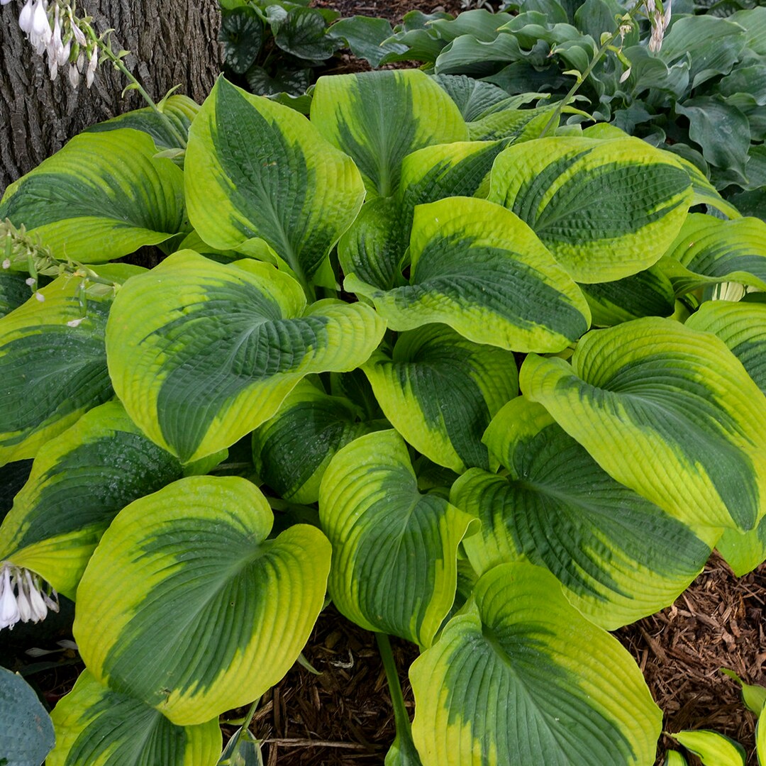 Hosta 'afterglow' 3 Pot Size Starter Plant - Etsy