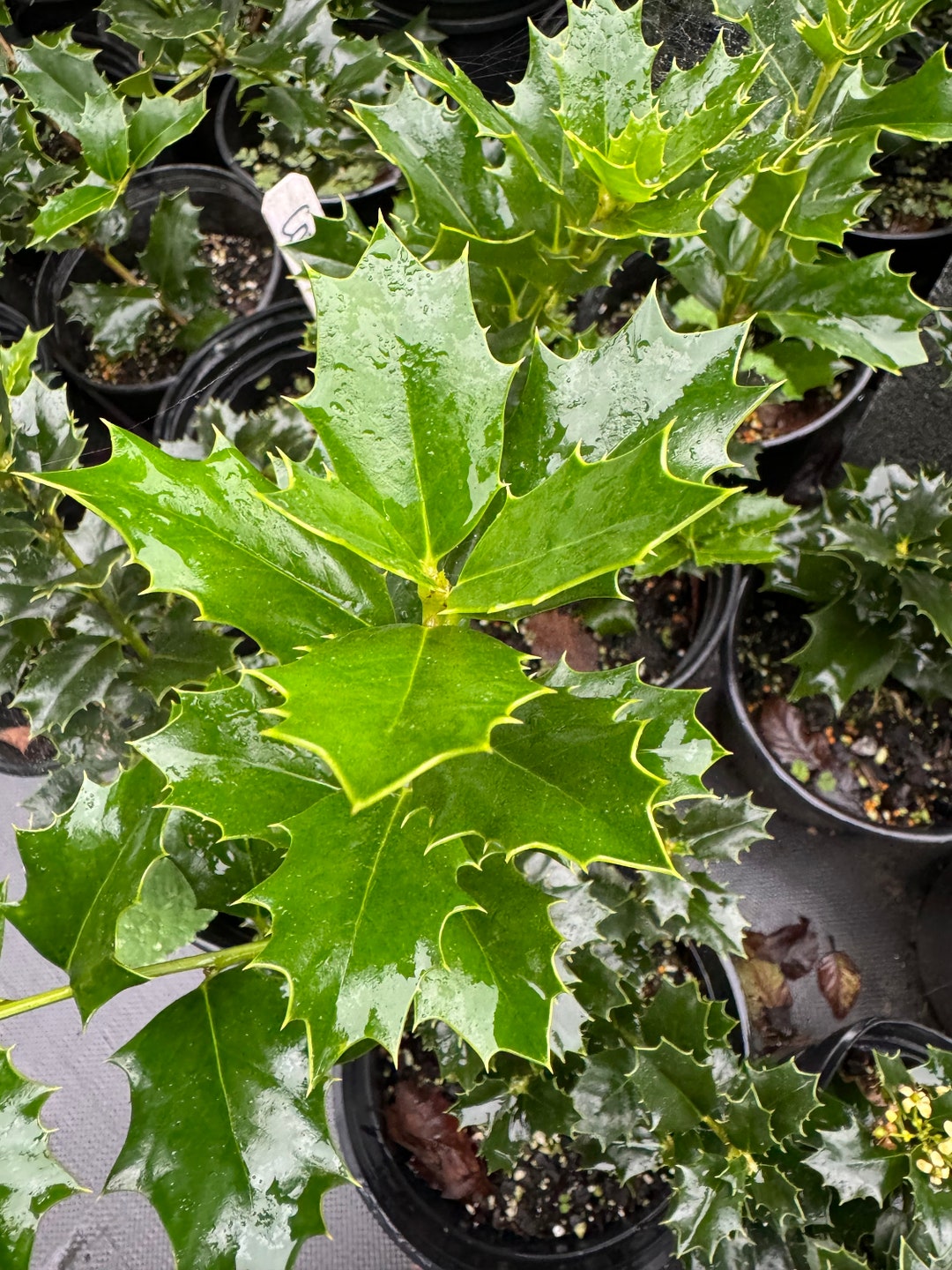 Ilex X 'conive' - Hybrid Holly - Quart Pot - Etsy