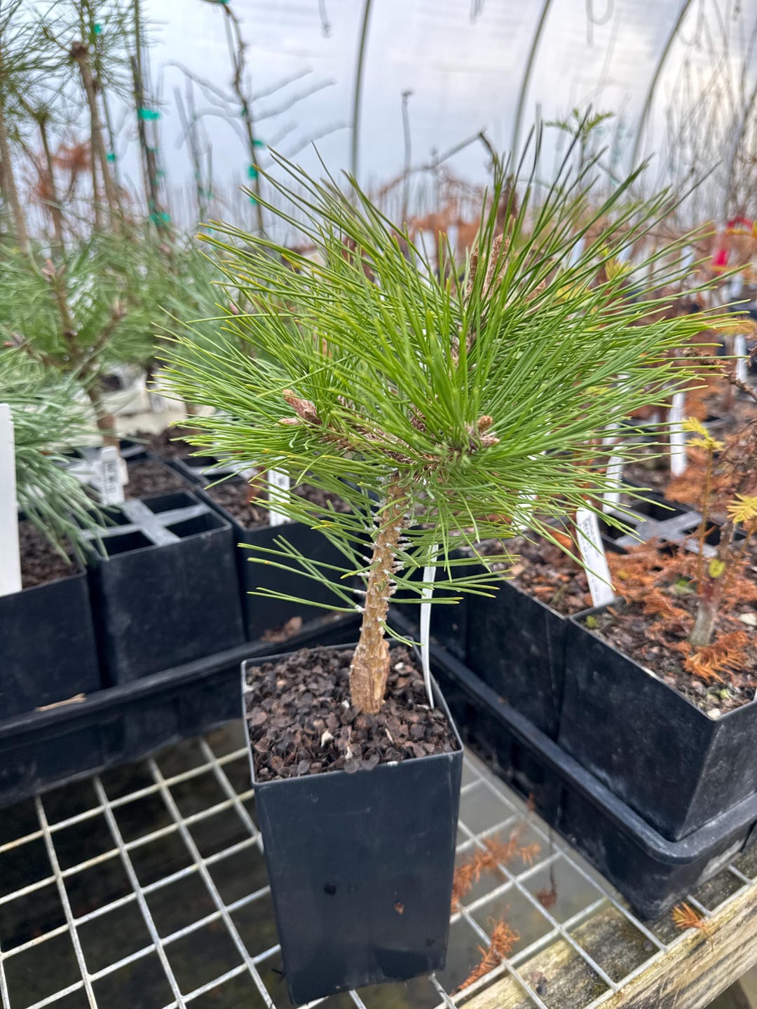 Pinus Densiflora 'low Glow' - Japanese Red Pine - 10" Tall - 1 Year ...